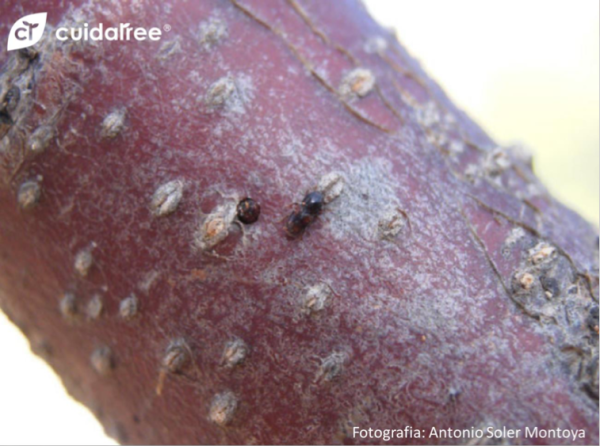 Barrenillo del Almendro | Plagas del Almendro