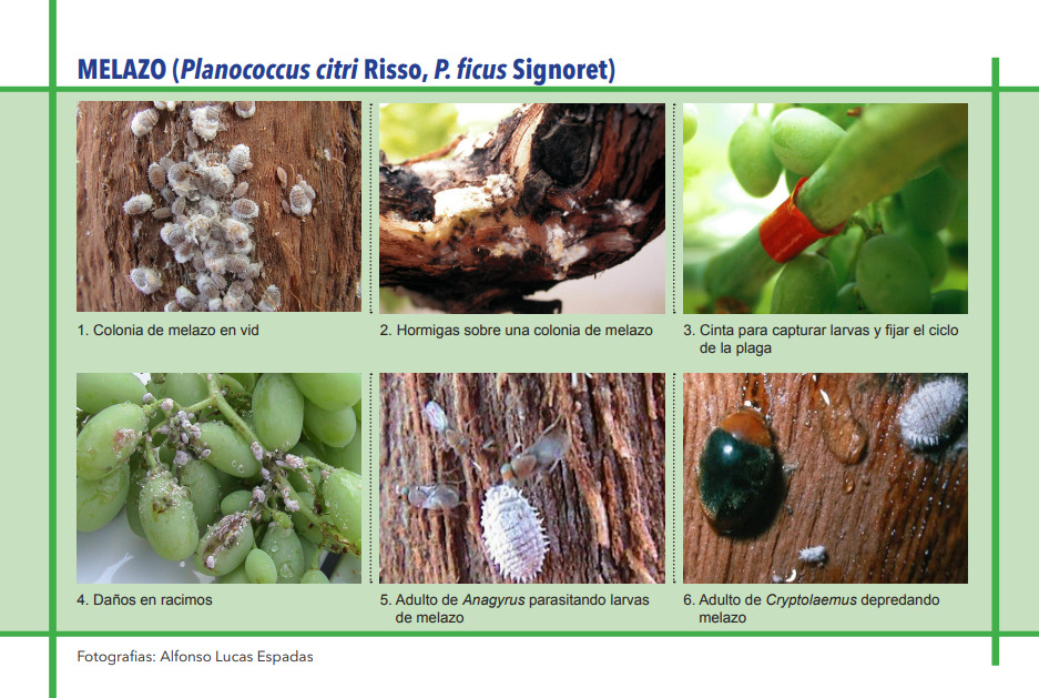Melazo | Plagas de la Uva de Transformación