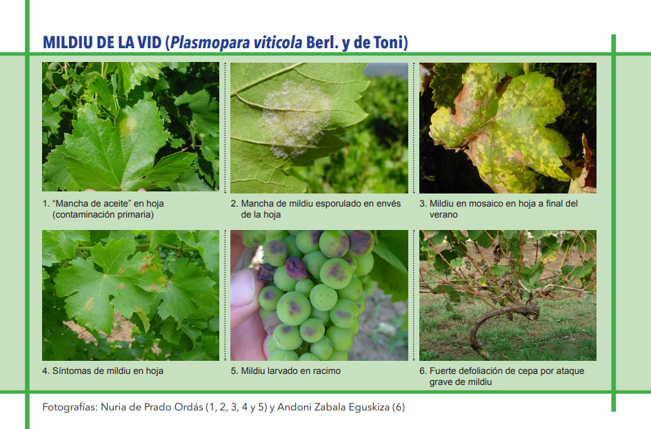 Mildiu de la Vid | Enfermedades de la Vid