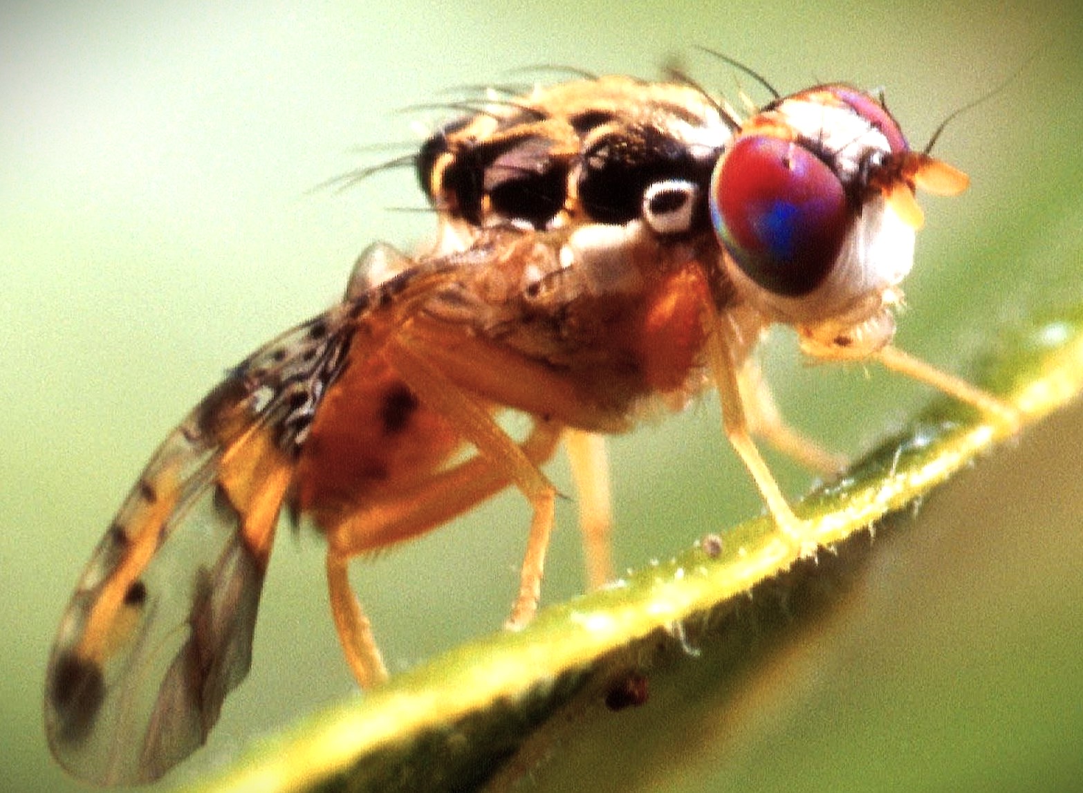 Mosca de la Fruta | Plagas de la Uva de Transformación