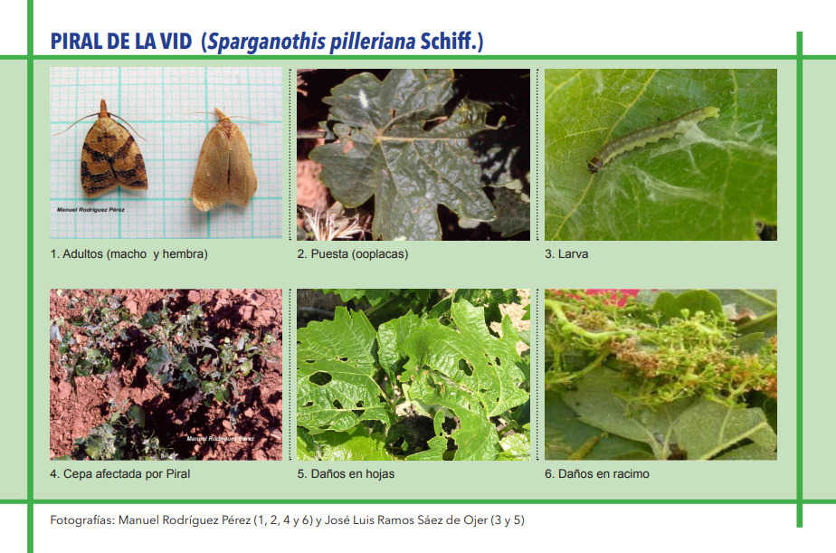 Piral de la Vid | Plagas de la Uva de Transformación