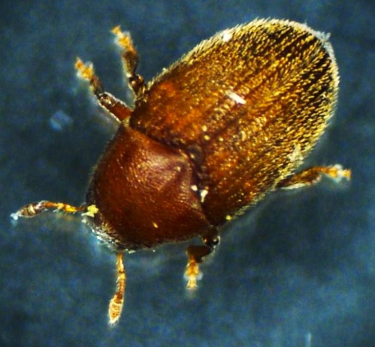 Barrenillo Negro | Plagas del Olivo