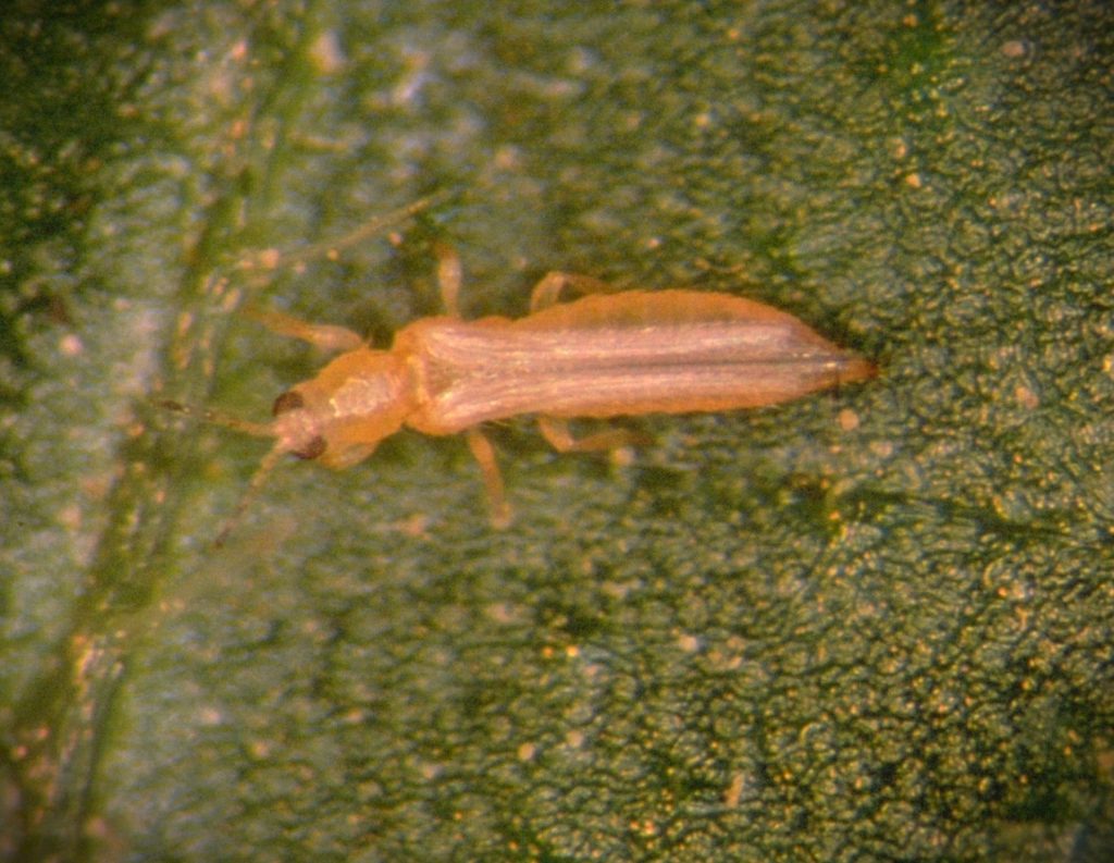 Trips Frankliniella | Plagas de la Uva de Transformación