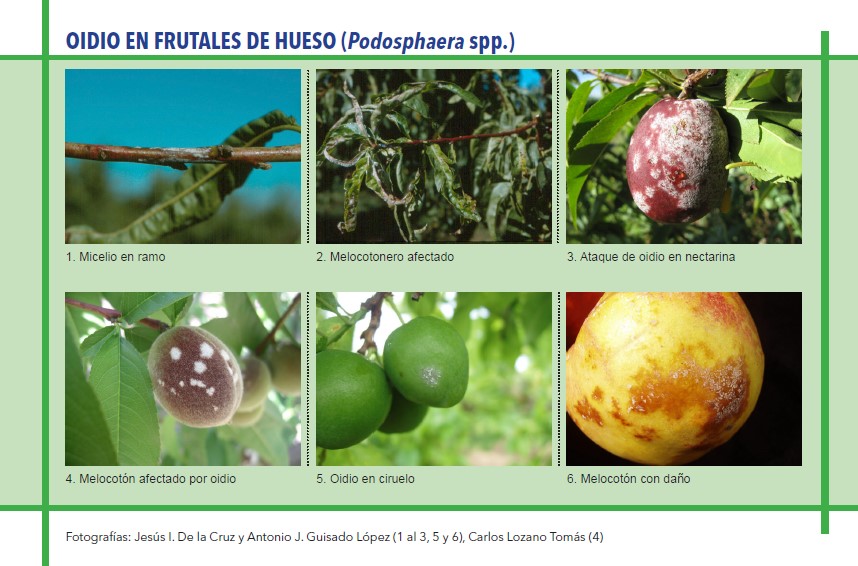 Oidio | Medidas de protección de frutales
