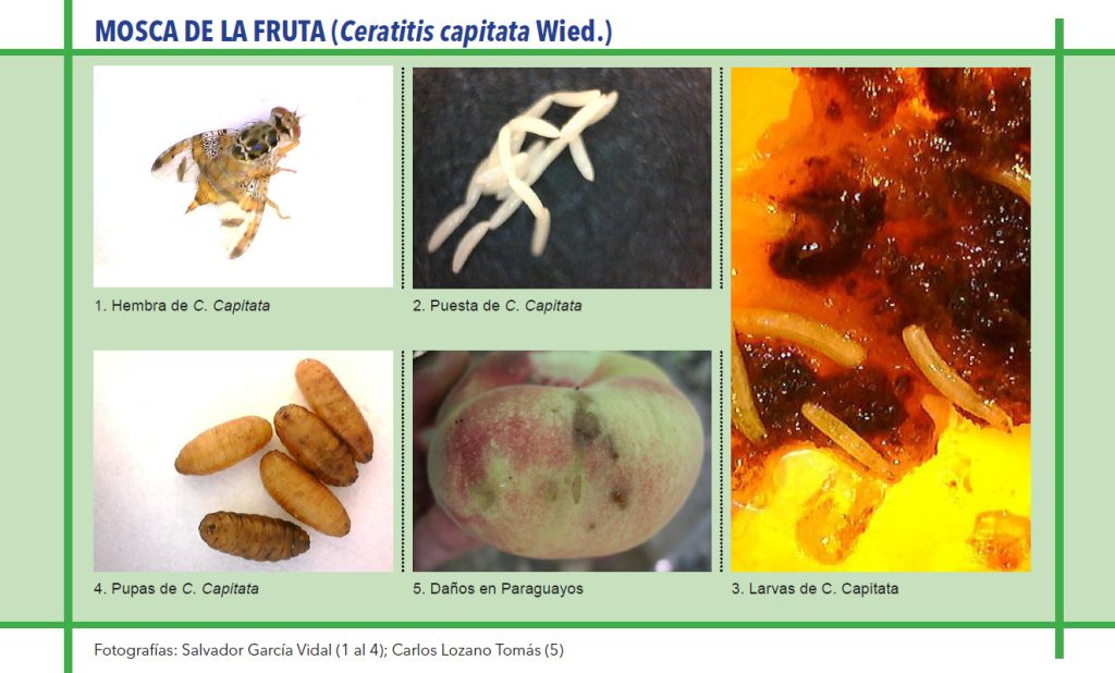 Mosca de la Fruta | Plagas en Frutales de Hueso y Pepitas