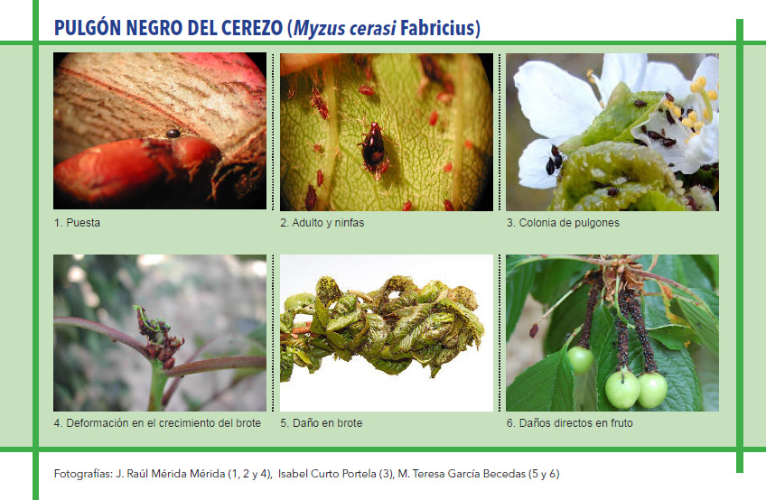 Pulgón Negro del Cerezo | Plagas en Frutales de Hueso y Pepitas