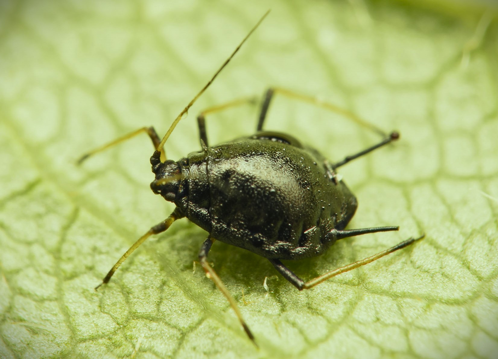 Pulgón Negro del Cerezo | Plagas en Frutales de Hueso y Pepitas